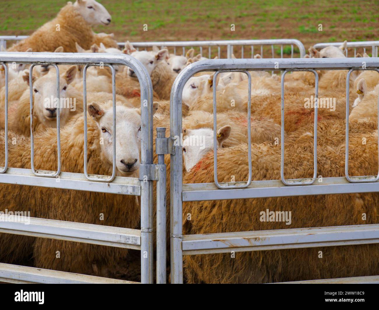 Farm animal pens hi-res stock photography and images - Alamy