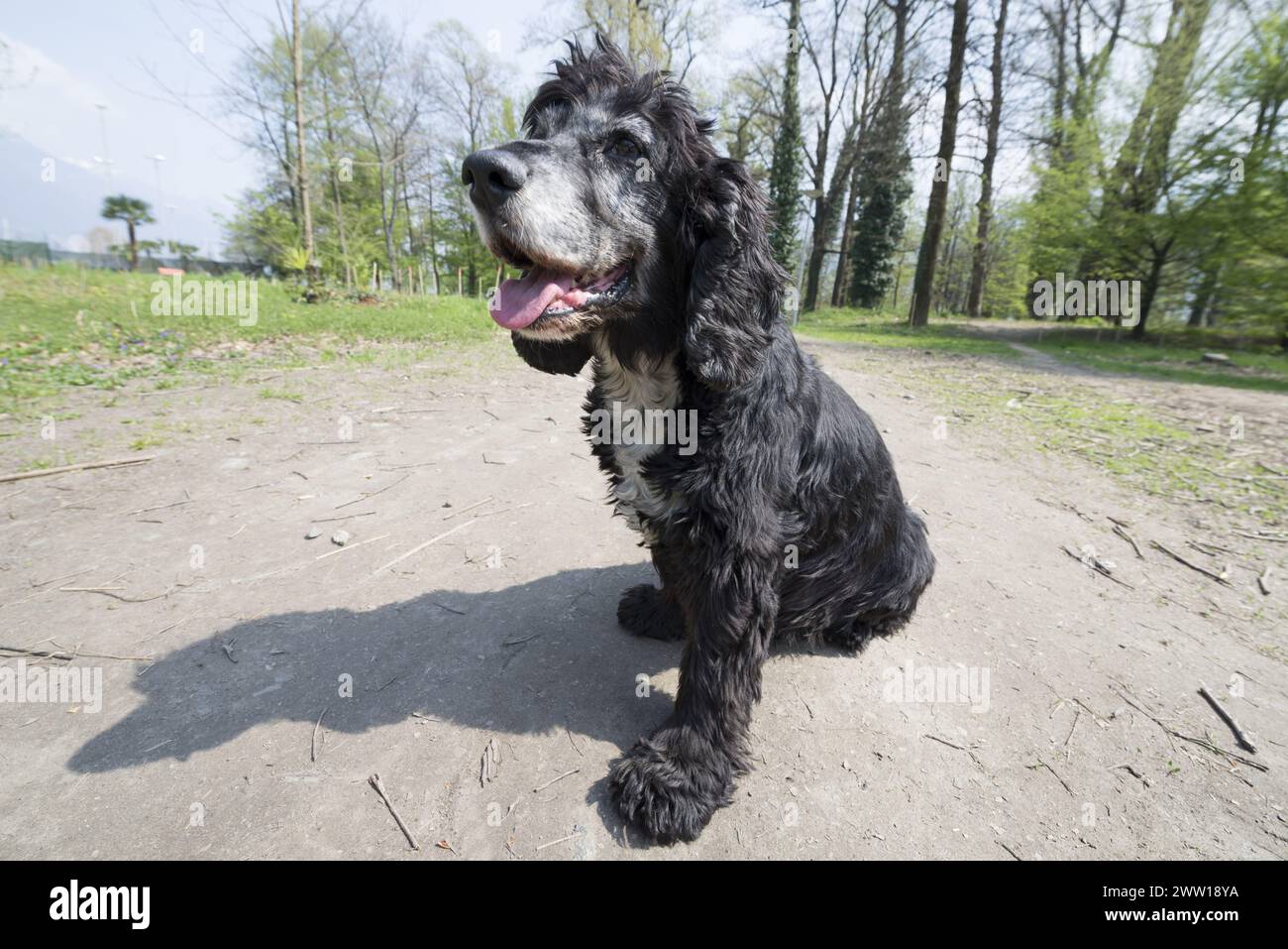 Daylight pet domestic shadow hi-res stock photography and images - Alamy