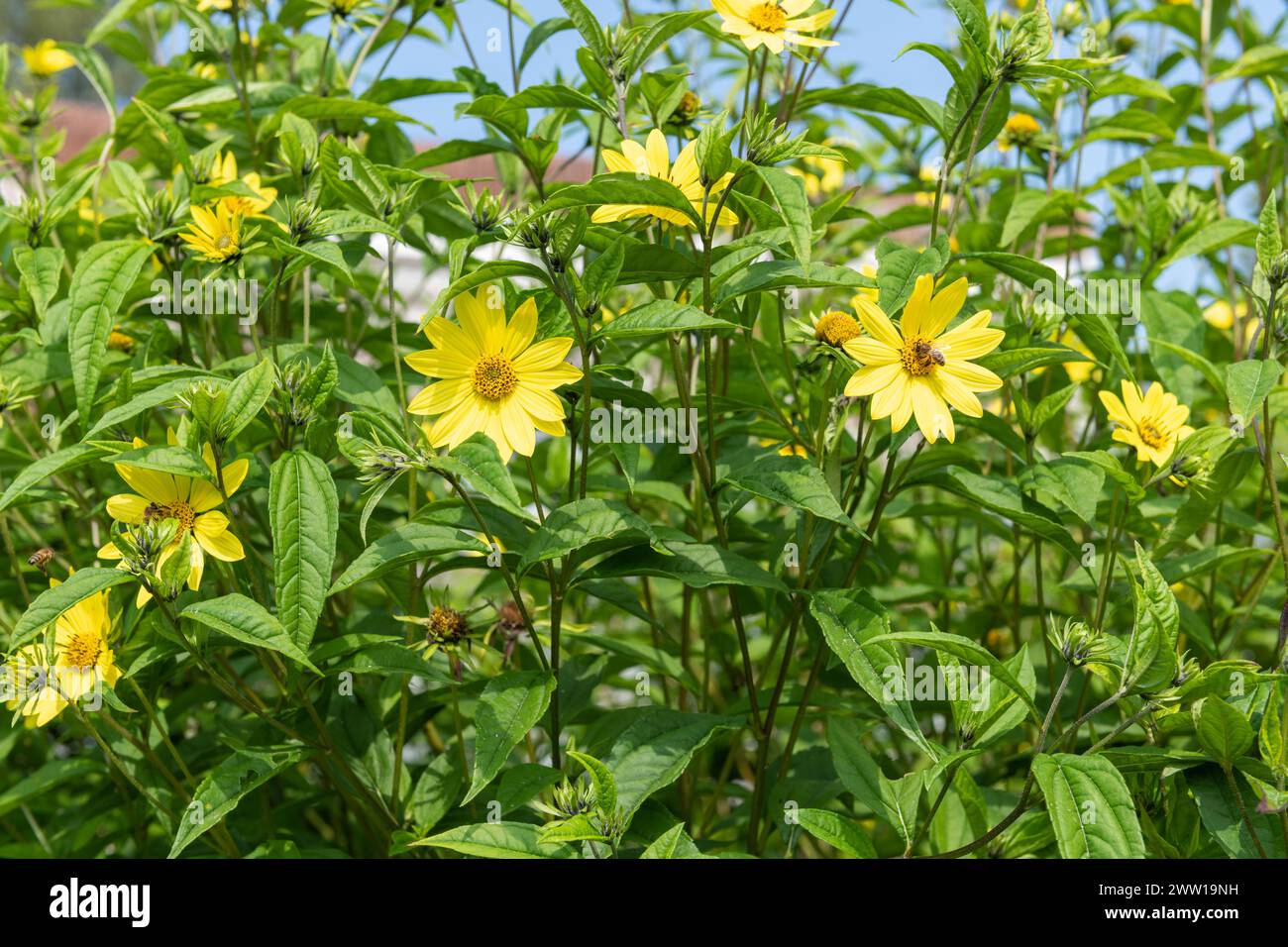 Cheerful sunflowers (helianthus x laetiflorus) in bloom Stock Photo - Alamy
