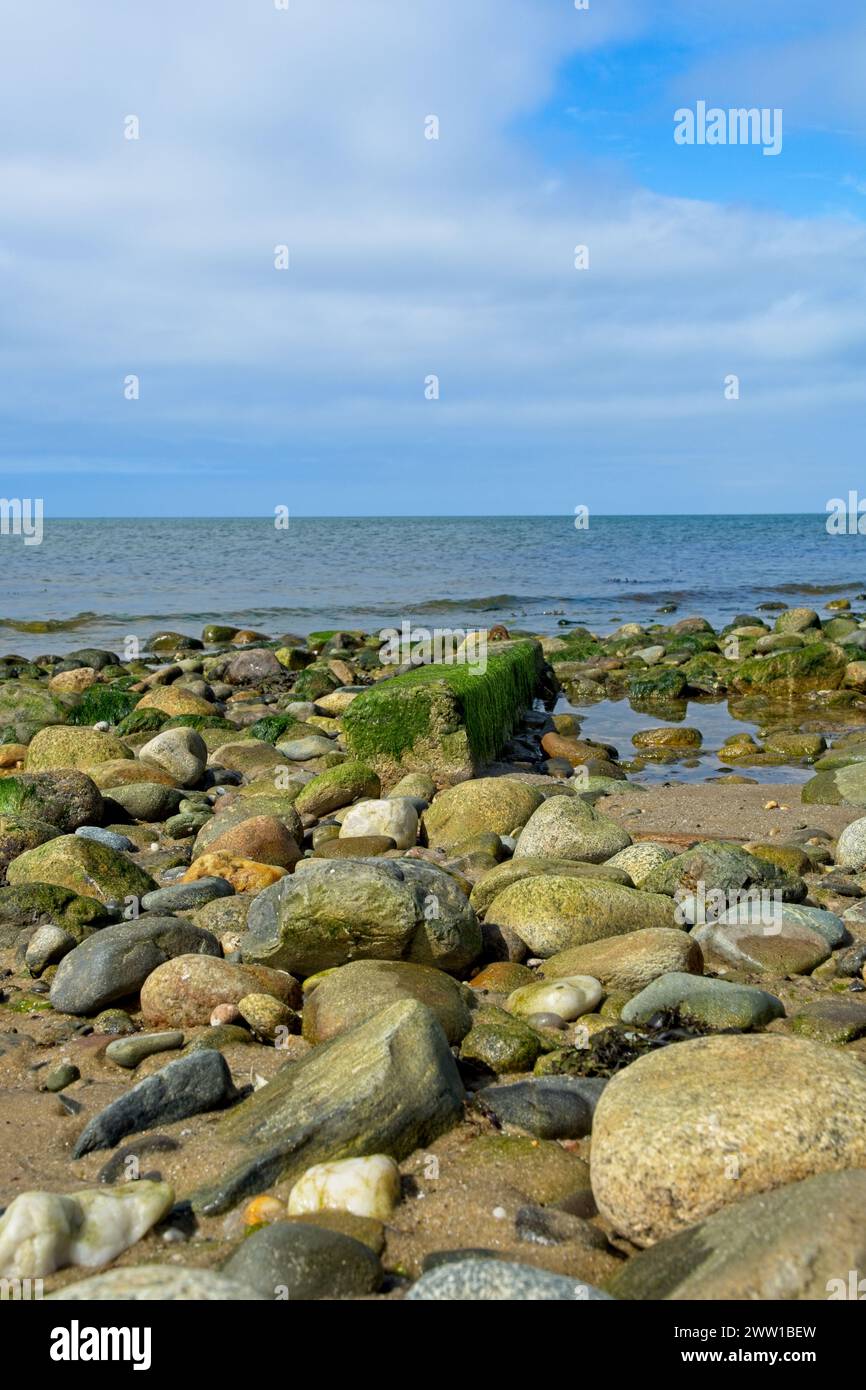 Green marine algae coat surf worn stones on Cape Cod Bay beach under ...