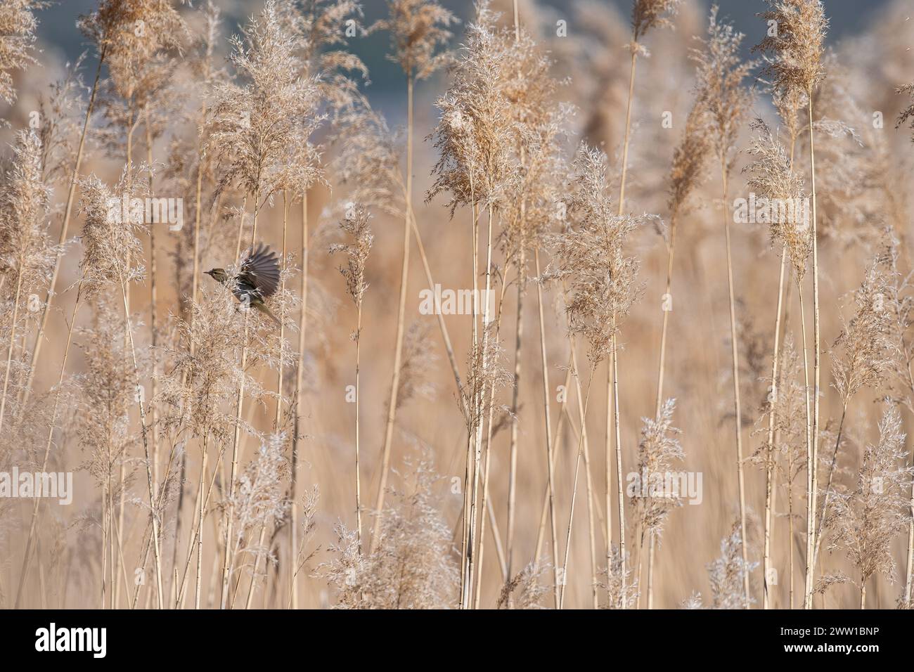 Common Chiffchaff, Phylloscopus collybita, flying among yellowed, dry ...