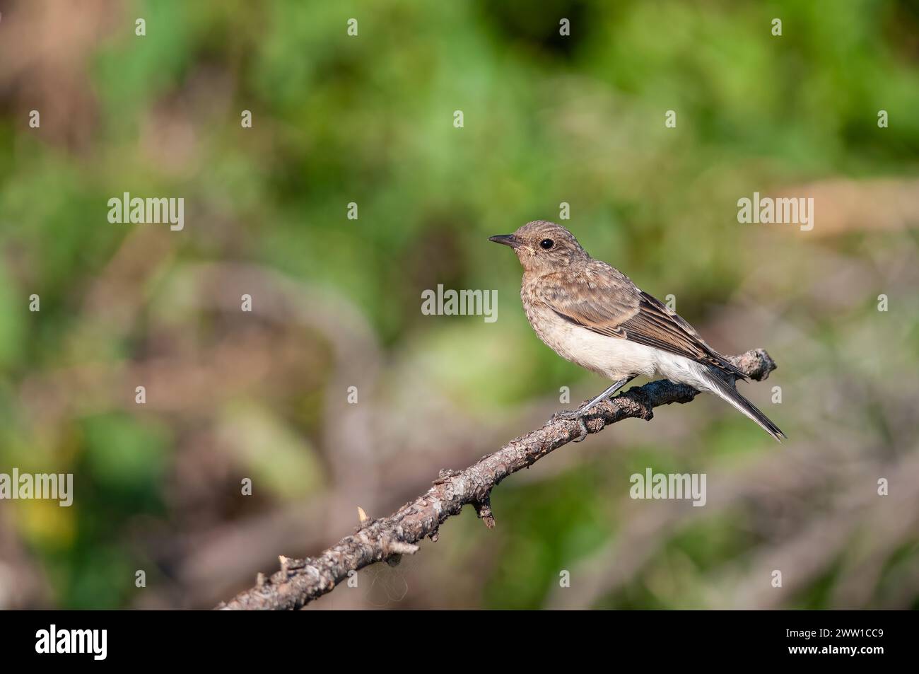 Northern wheatear flying hi-res stock photography and images - Alamy