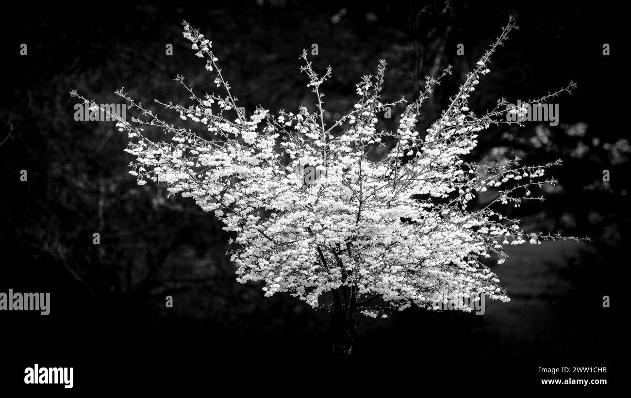 sunlit spring Cherry Blossom Stock Photo - Alamy