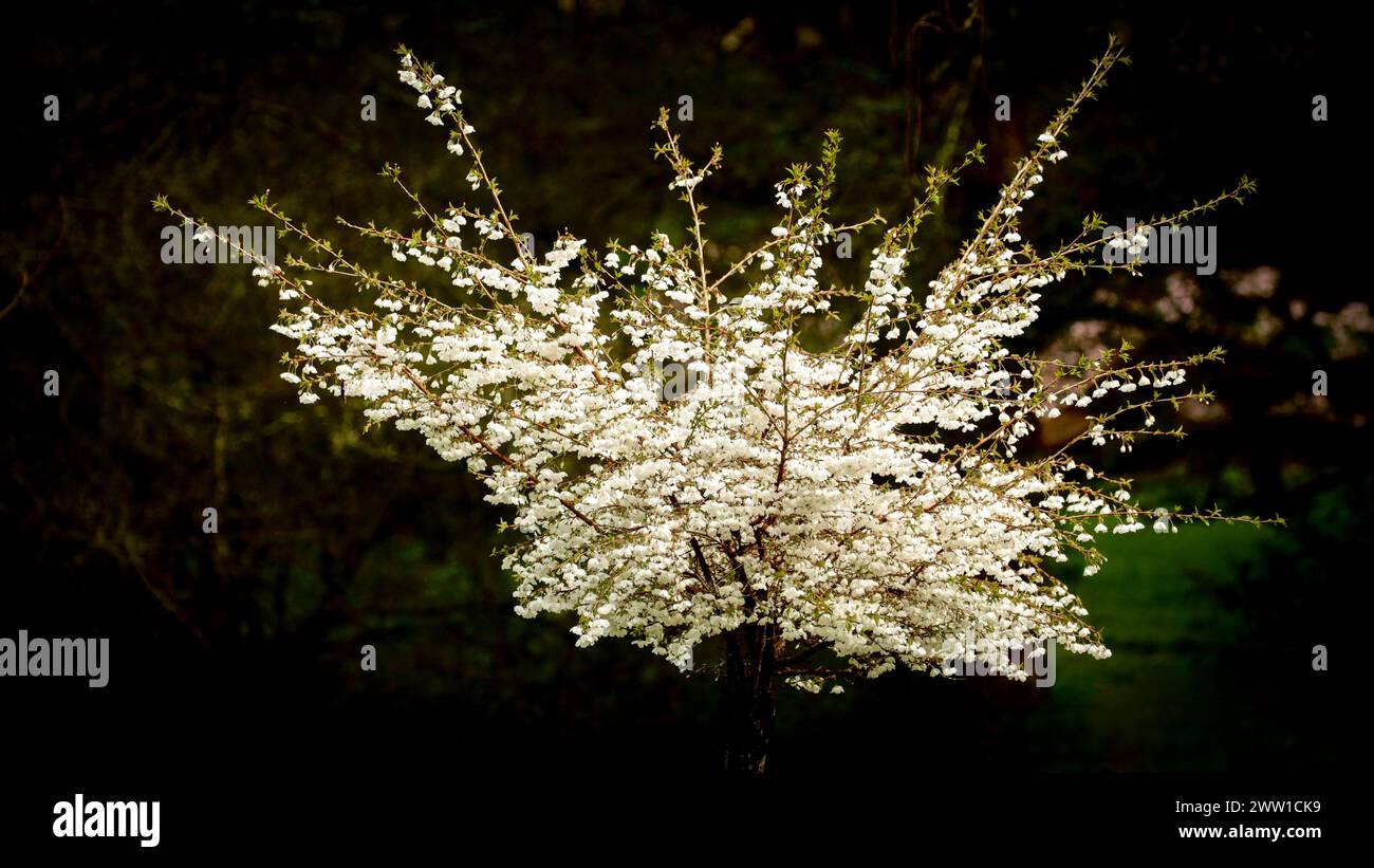 Sunlit spring cherry blossom hi-res stock photography and images - Alamy