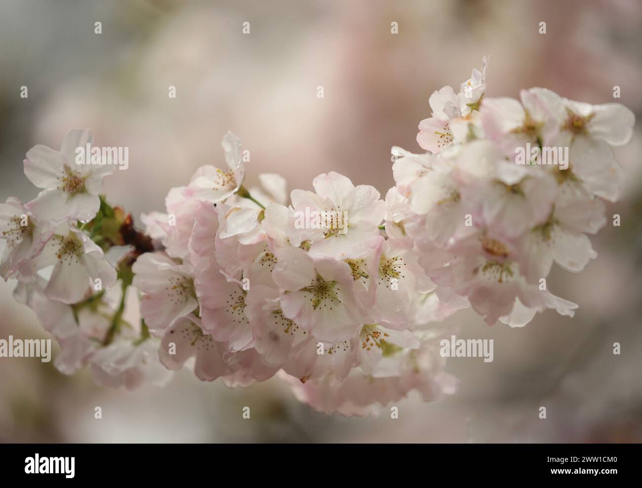 spring Cherry Blossom Stock Photo - Alamy