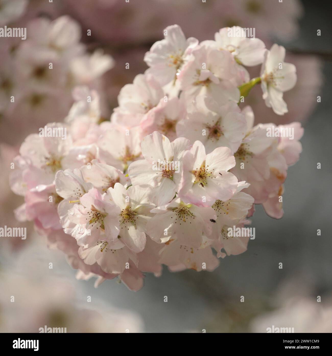spring Cherry Blossom Stock Photo - Alamy