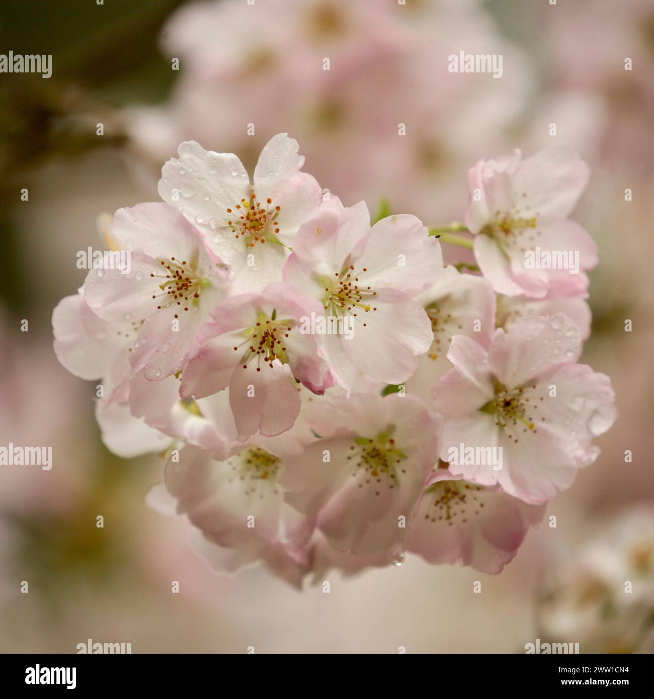 spring Cherry Blossom Stock Photo - Alamy