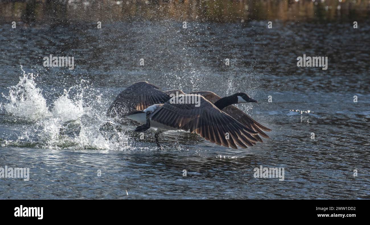 Canada geese defensive behaviour hi-res stock photography and images ...