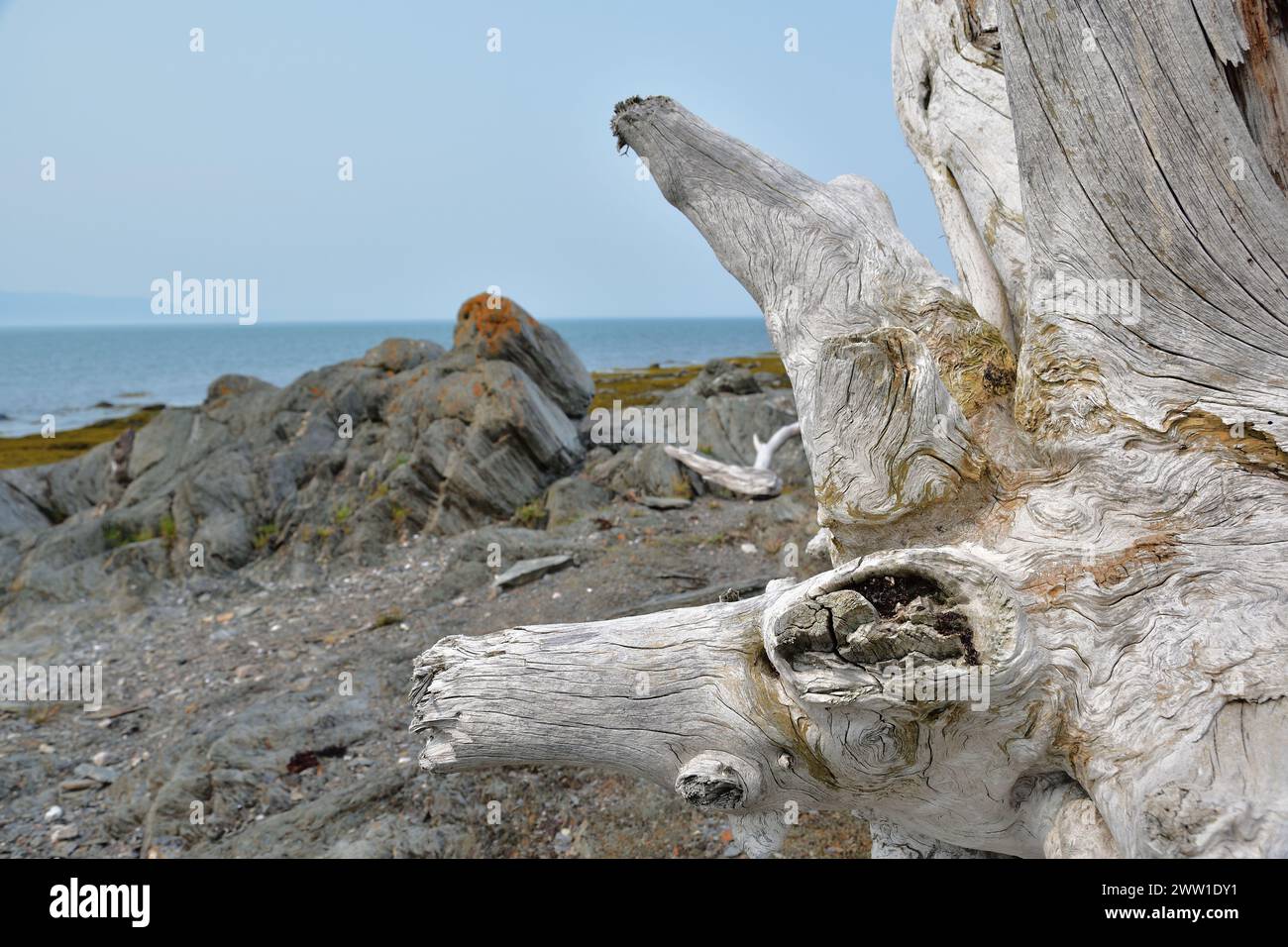 Bleached tree stump on St-Lawrence river coast line. Weathered wood on beach Stock Photo - Alamy