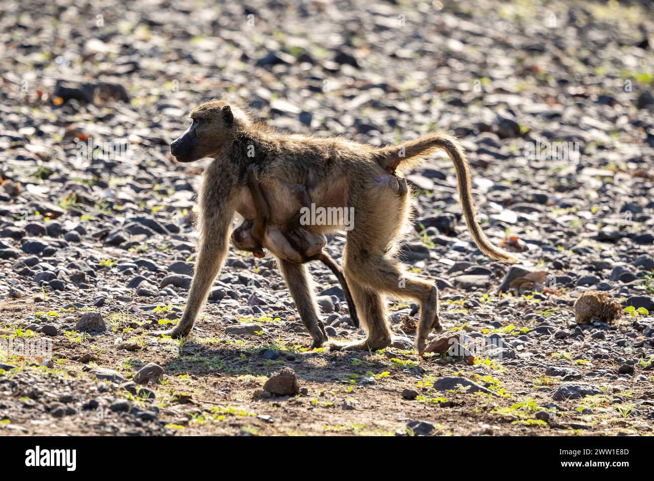 Baboon and mother walking in Botswana, Africa Stock Photo - Alamy