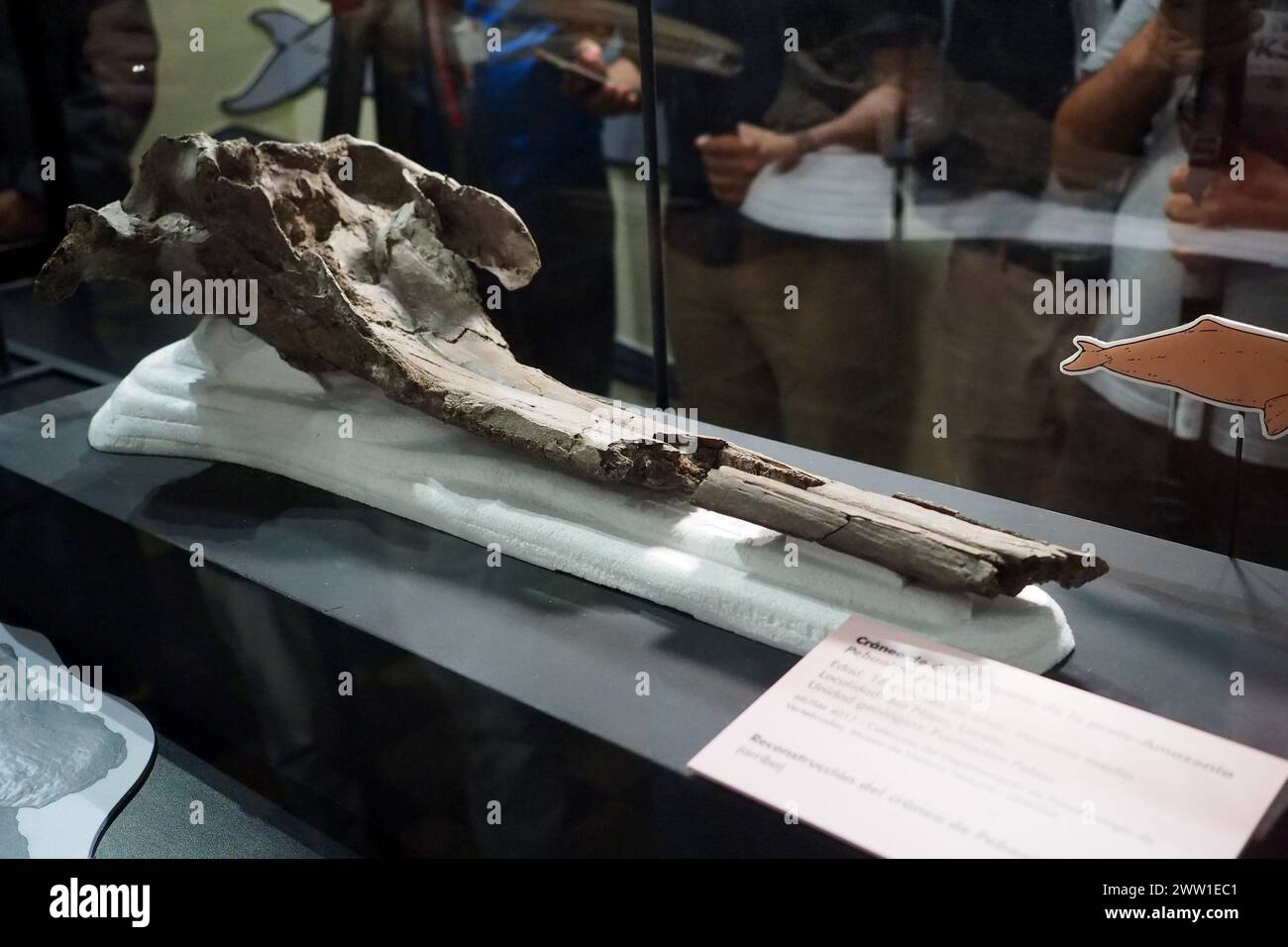 Lima, Peru. 20th Mar, 2024. Skull of the Pebanista Yacuruna, actually ...