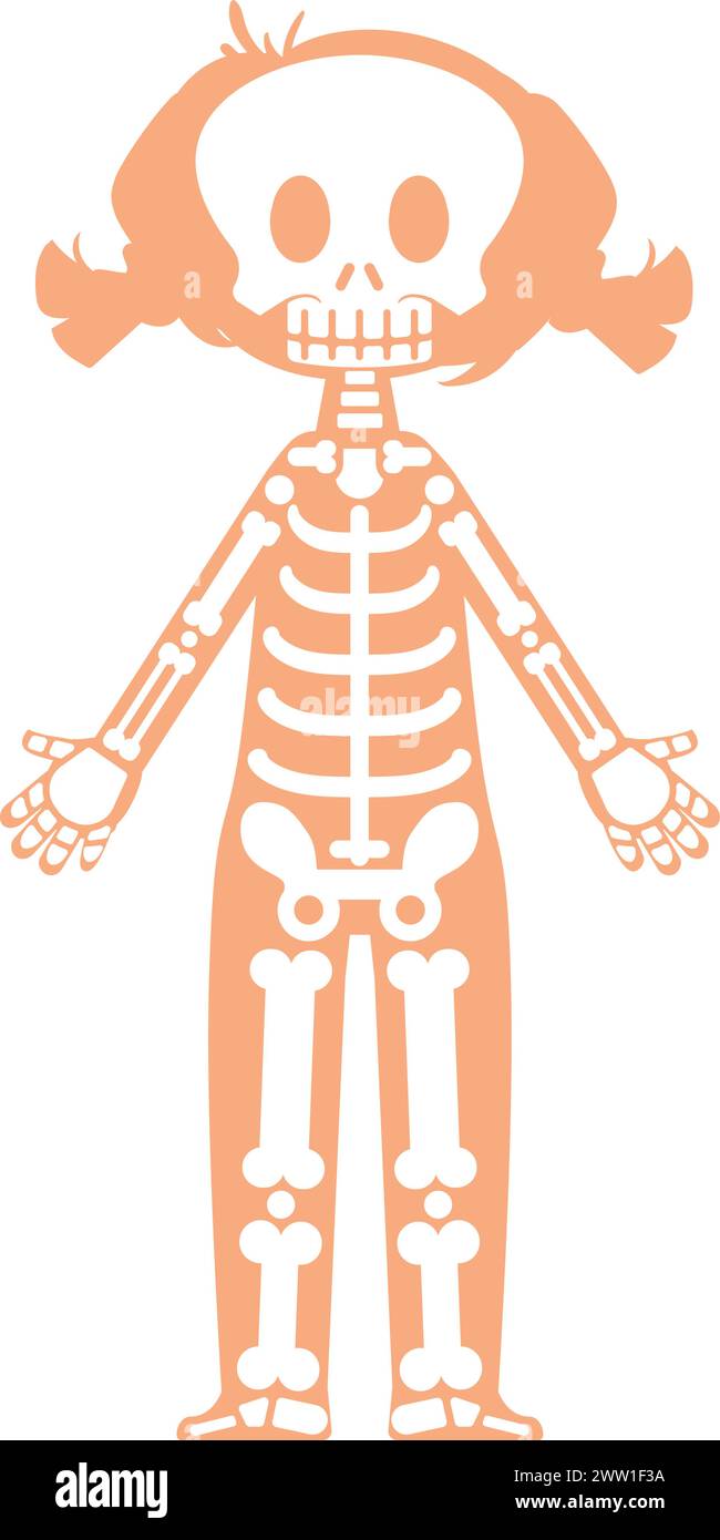 Kid bone structure. Human skeletal anatomy illustration Stock Vector ...