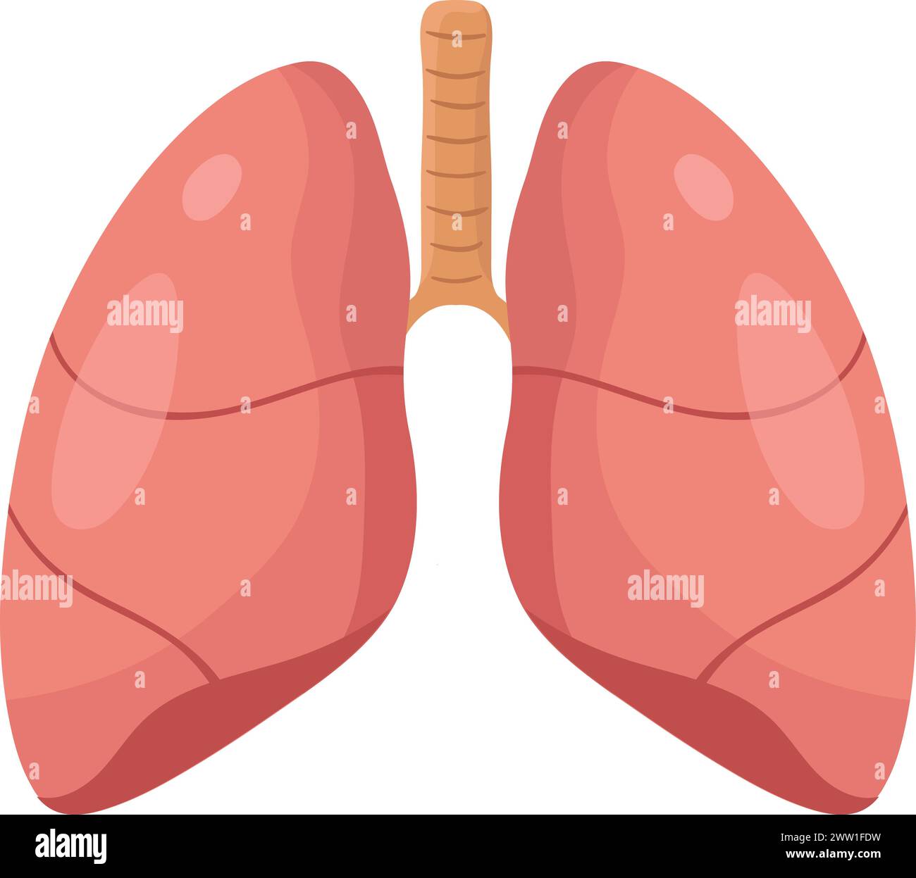Cartoon lungs. Human health illustration. Respiratory organ Stock ...