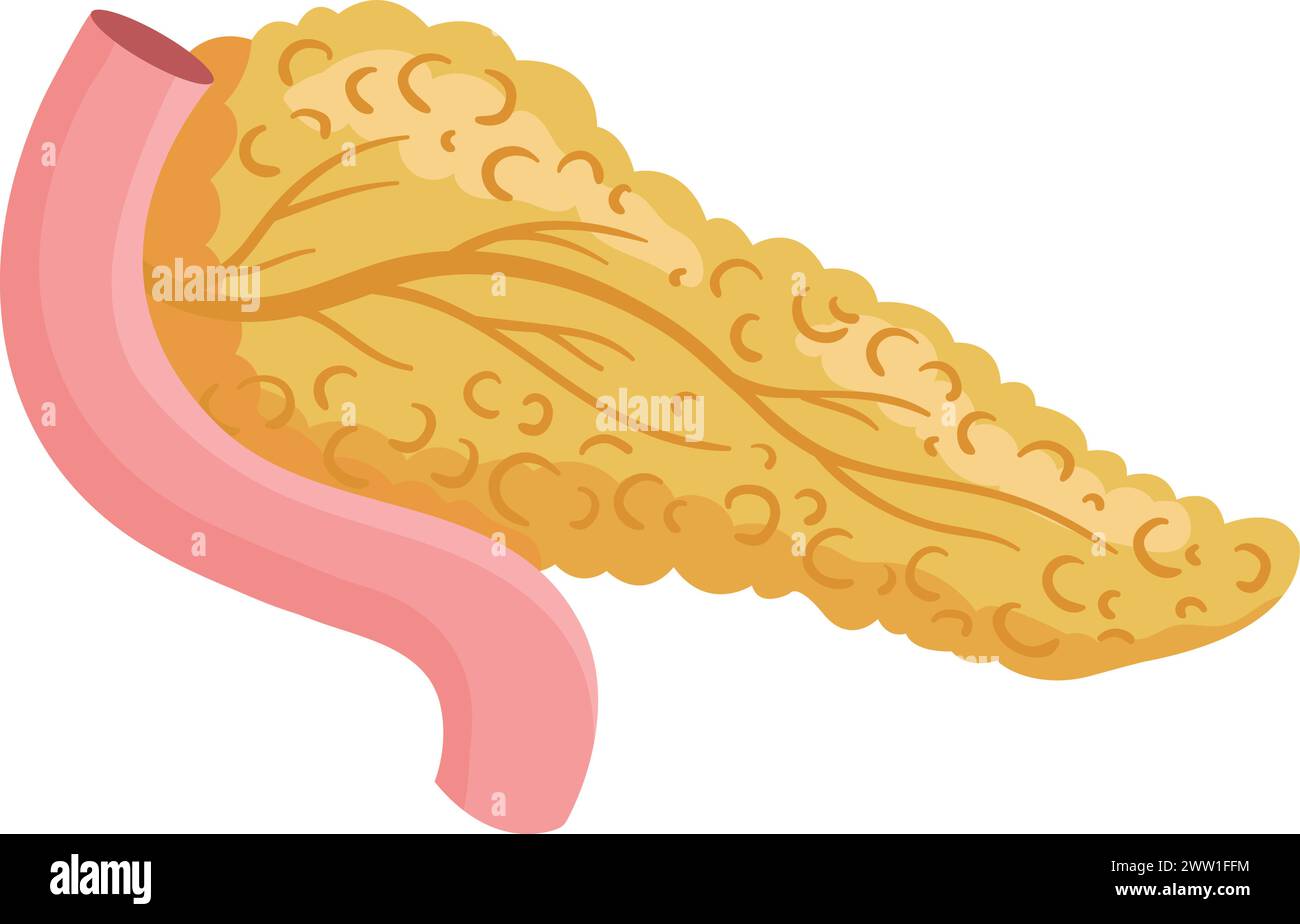 Pancreas cartoon illustration. Endocrine organ. Human anatomy Stock ...