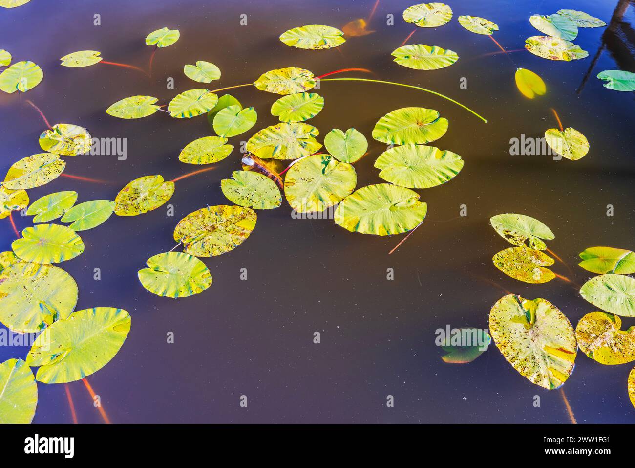 Tranquil lake with delicate water lilies captivates the eye creating a ...