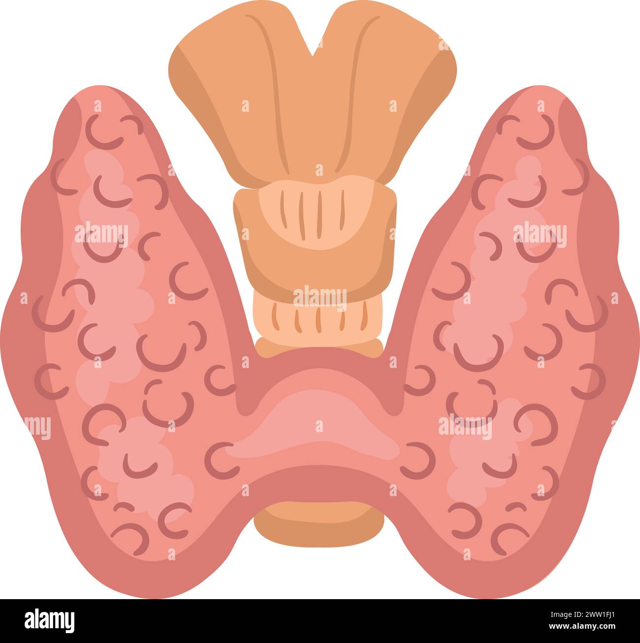 Thyroid gland. Internal human organ. Medical illustration Stock Vector ...