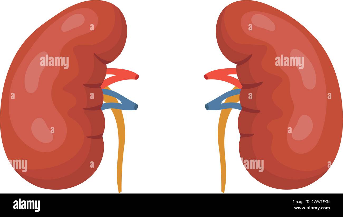 Kidneys cartoon icon. Urinary organ. Internal anatomy Stock Vector ...