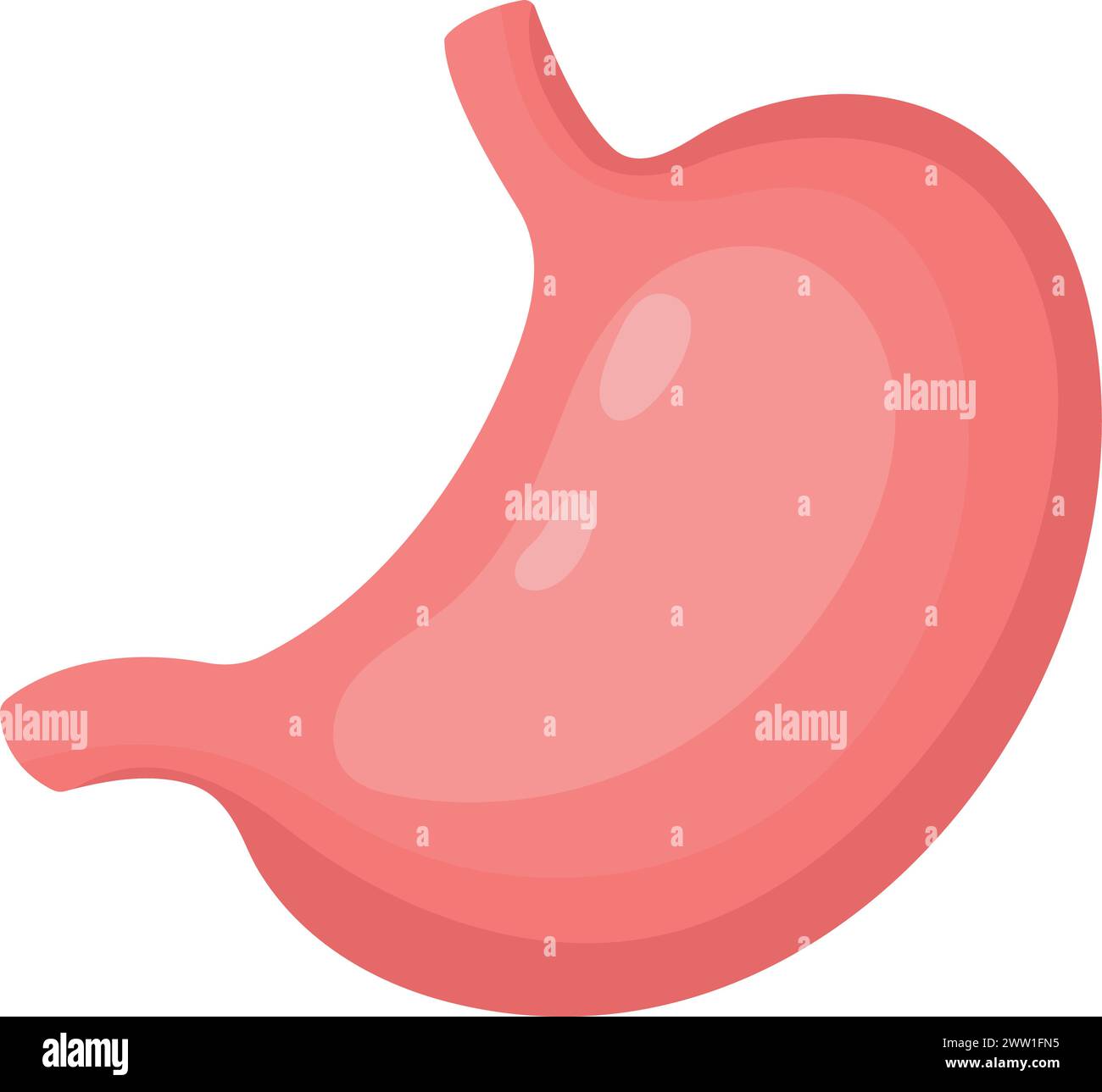 Stomach cartoon icon. Internal digestive organ. Human biology Stock ...