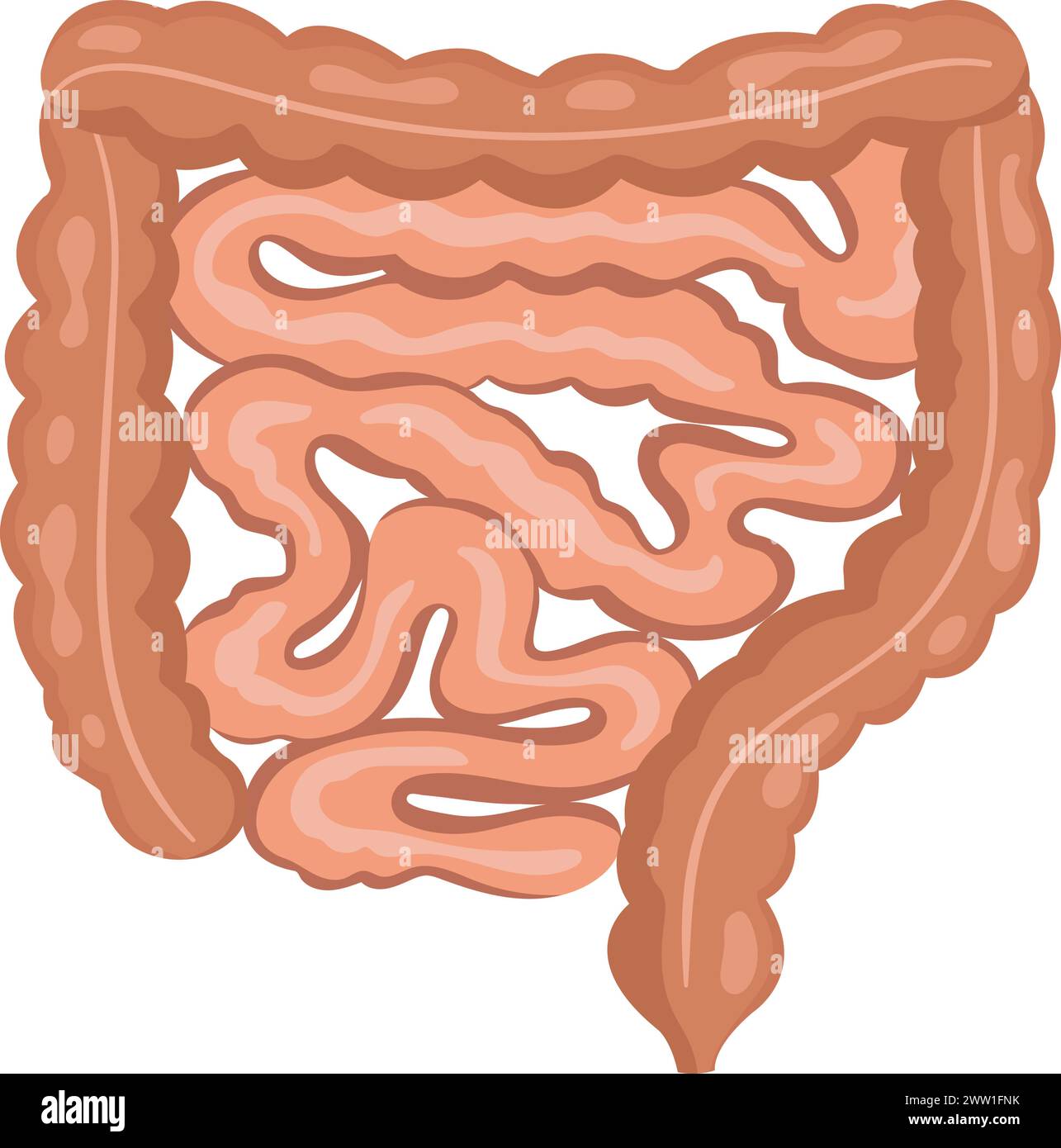 Intestine cartoon icon. Human digestive internal organ Stock Vector ...