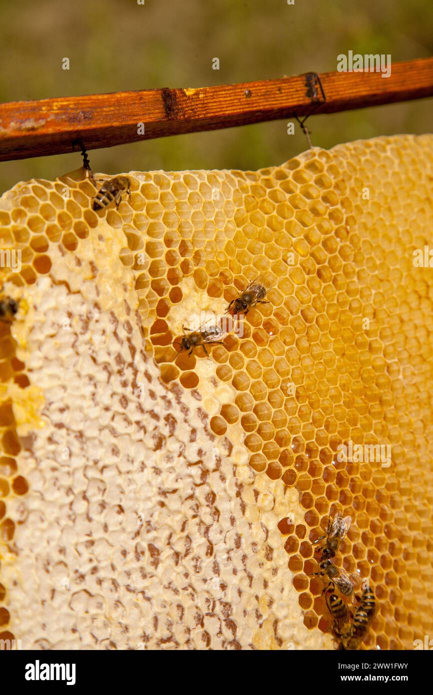 Frames of a beehive. Busy bees on the yellow honeycomb with open and ...