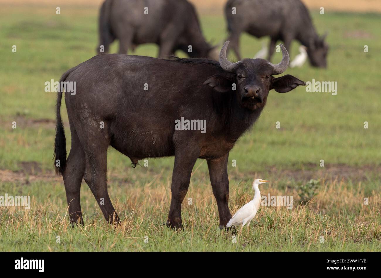 African Buffalo with egret, in Botswana, Africa Stock Photo - Alamy