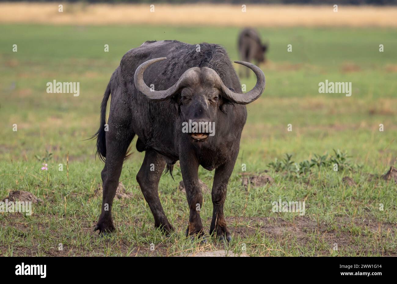 African Buffalo in Botswana, Africa Stock Photo - Alamy