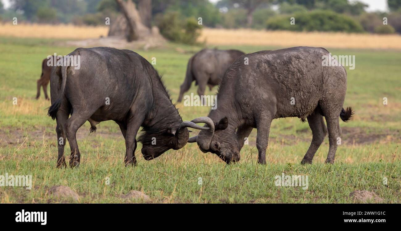 African Buffalo fighting in Botswana, Africa Stock Photo - Alamy