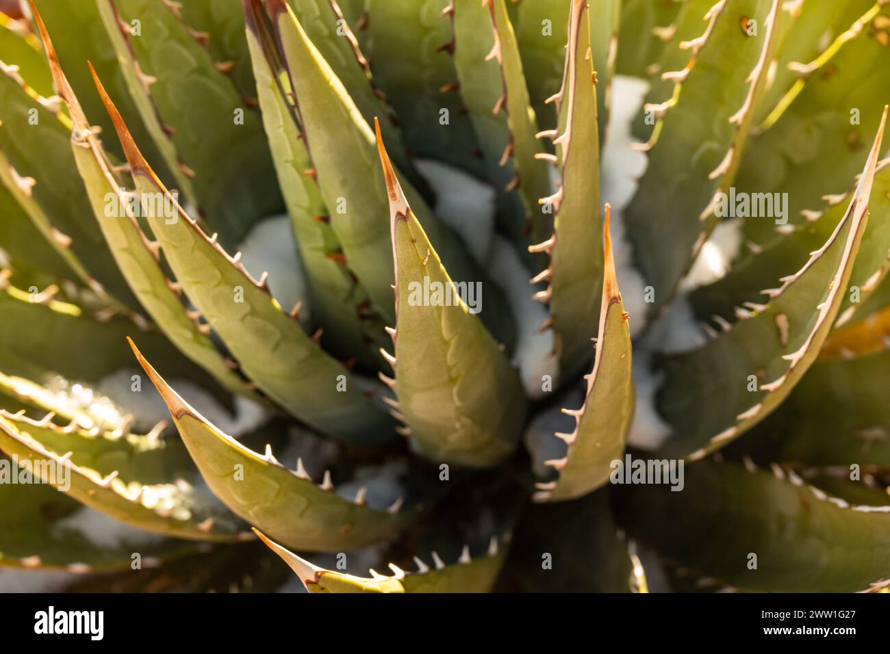 Snow Fills The Empty Spaces In Agave Plant in the Grand Canyon Stock ...