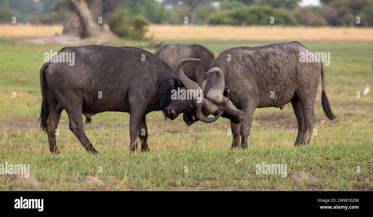 African Buffalo fighting in Botswana, Africa Stock Photo - Alamy