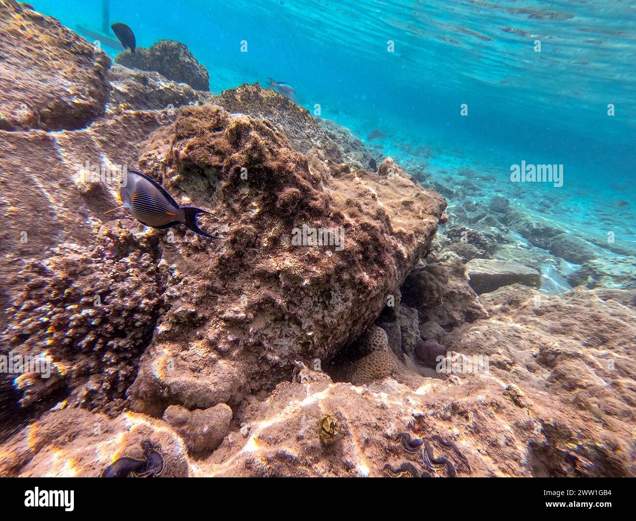 Colorful tropical fish Sohal Surgeon fish (Acanthurus Sohal) tang ...