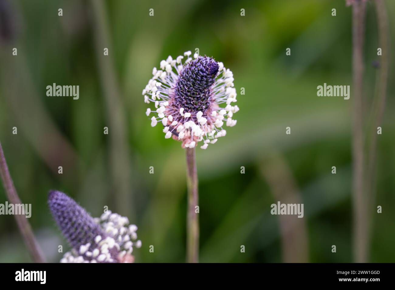 Plantago argentea chaix hi-res stock photography and images - Alamy