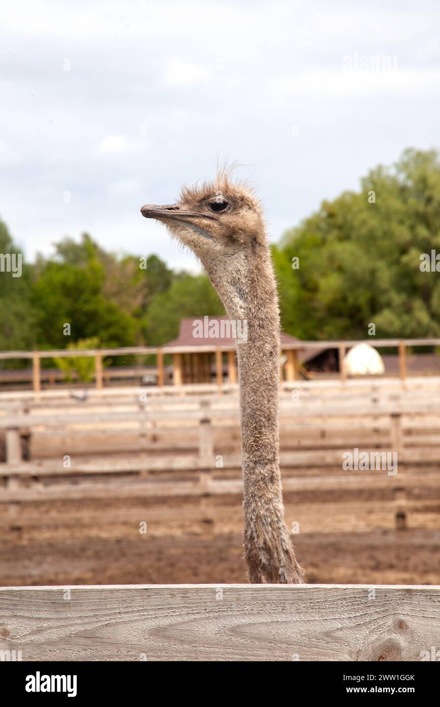 Close up view of Common Ostrich - Struthio camelus is a species of ...