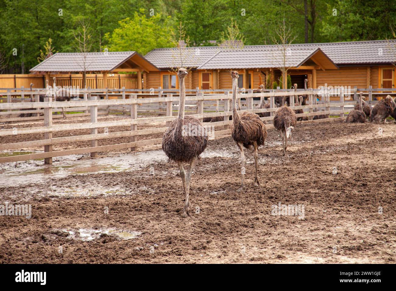 Common Ostrich - Struthio camelus is a species of flightless bird ...