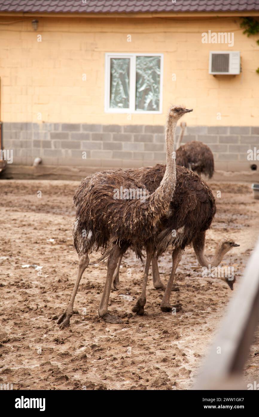 Common Ostrich - Struthio camelus is a species of flightless bird ...