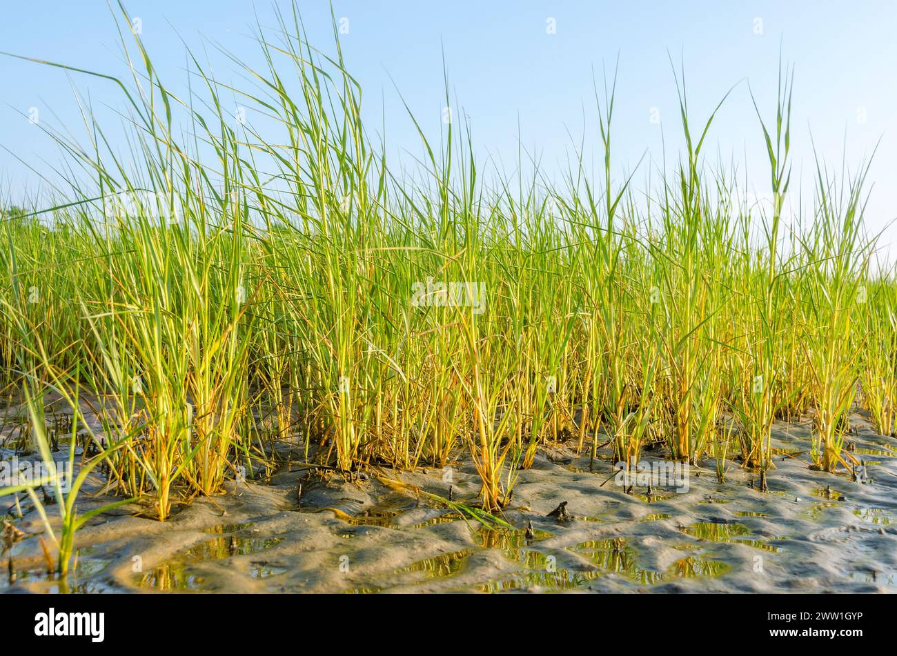 Sunset. Beach Grass. Rock Harbor. Orleans, Massachusetts. Cape Cod ...