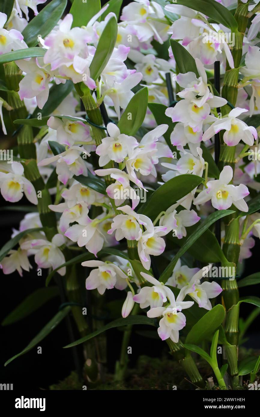 Dendrobium mild yumi hi-res stock photography and images - Alamy