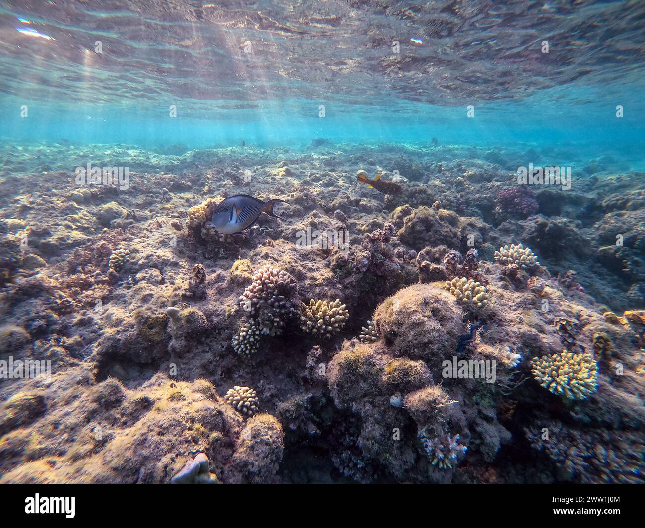 Colorful tropical fish Sohal Surgeon fish (Acanthurus Sohal) tang ...