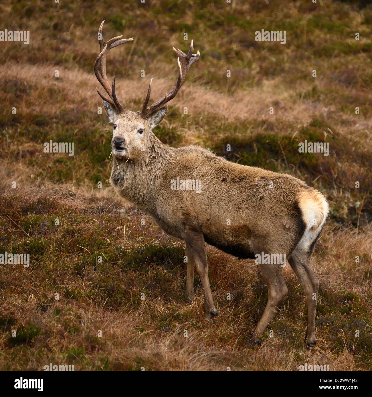 Red deer king stag; Isle of Lewis and Harris, Outer Hebrides, Scotland ...