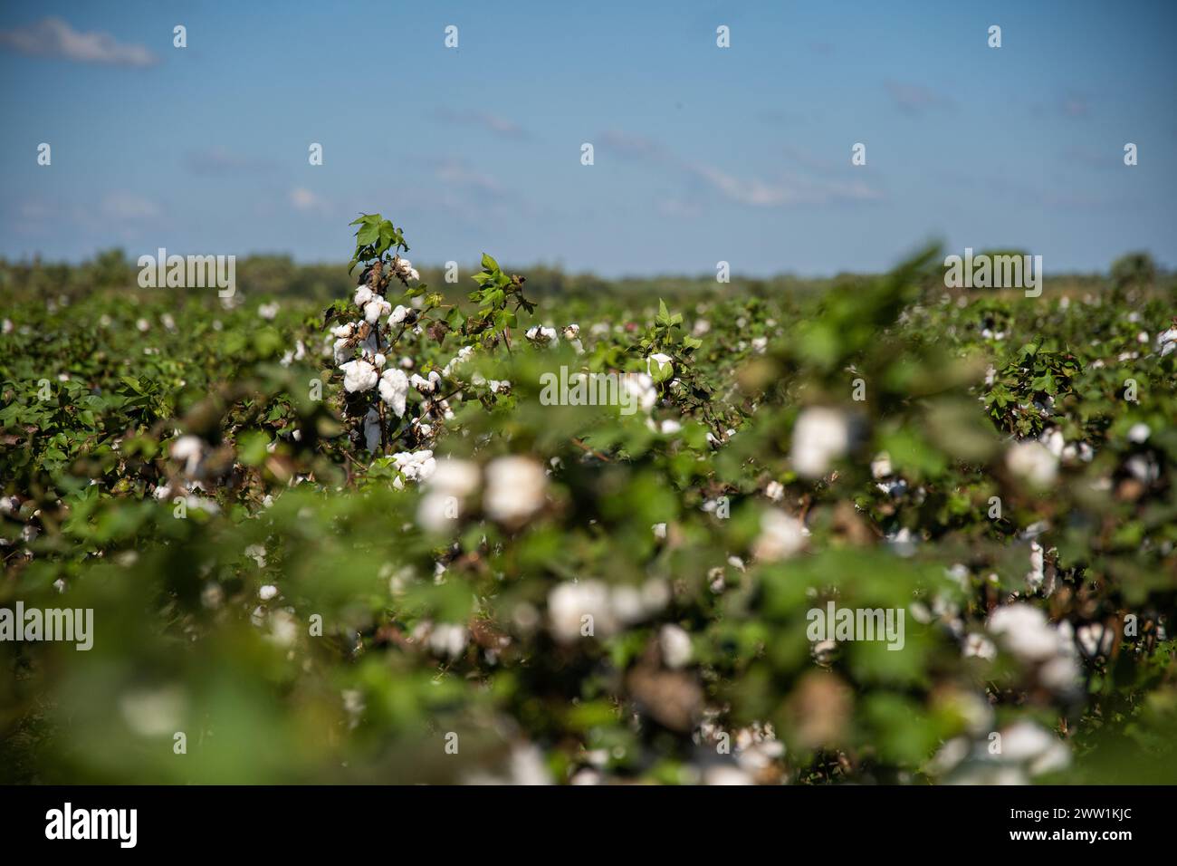 Cotton fields ready to harvest Stock Photo - Alamy