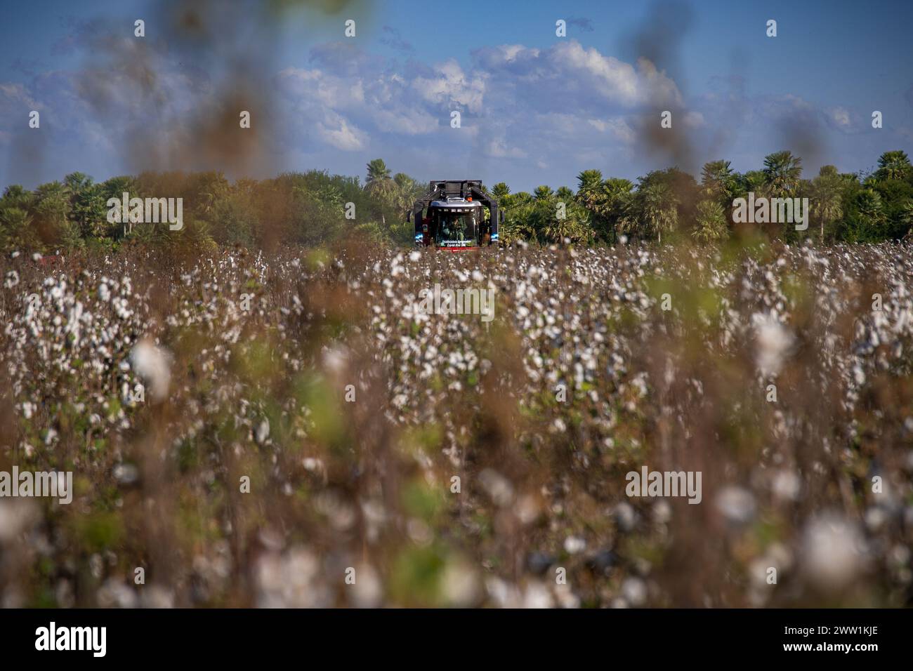 Cotton fields ready to harvest Stock Photo - Alamy