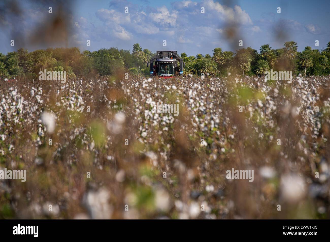 Cotton fields ready to harvest Stock Photo - Alamy