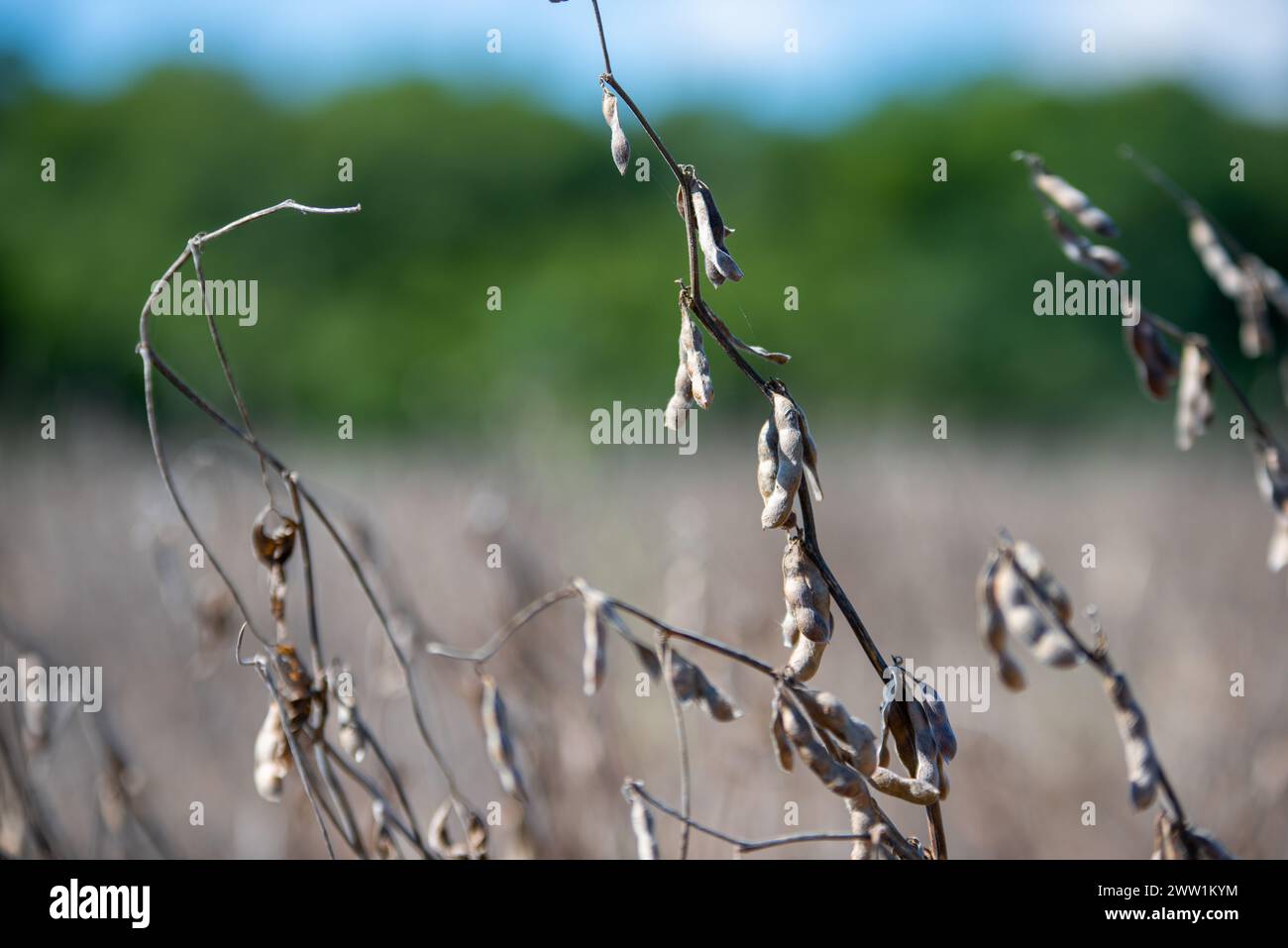 Dryed soy beans ready to harvest Stock Photo - Alamy