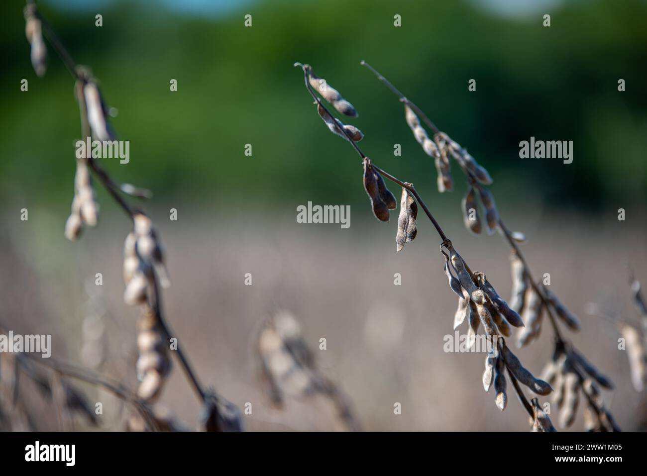 Dryed soy beans ready to harvest Stock Photo - Alamy