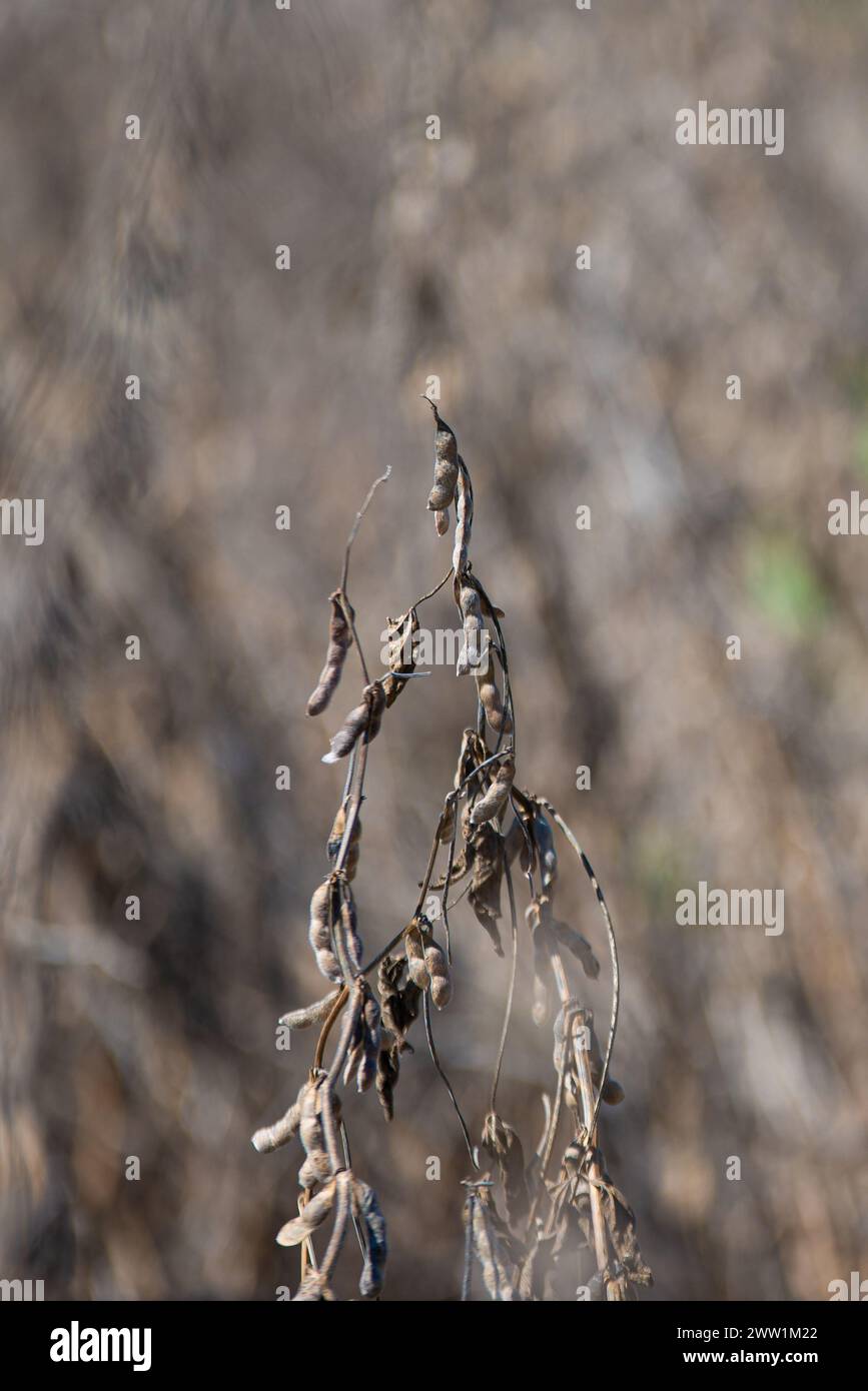 Dryed soy beans ready to harvest Stock Photo - Alamy