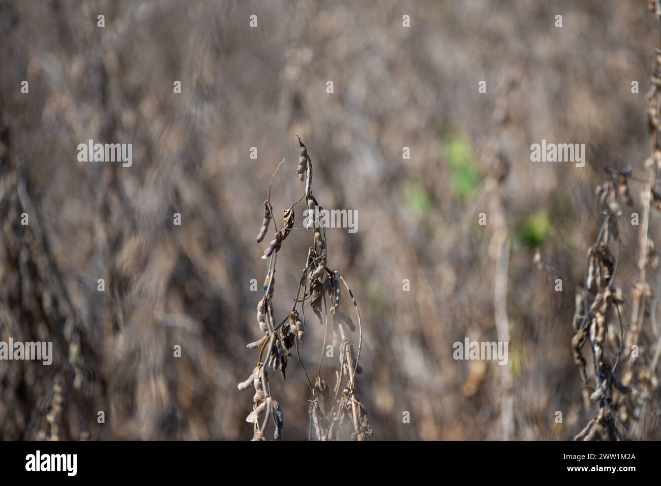 Dryed soy beans ready to harvest Stock Photo - Alamy