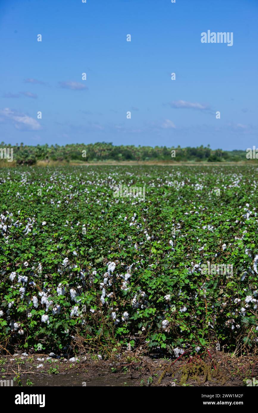 Cotton fields ready to harvest Stock Photo - Alamy
