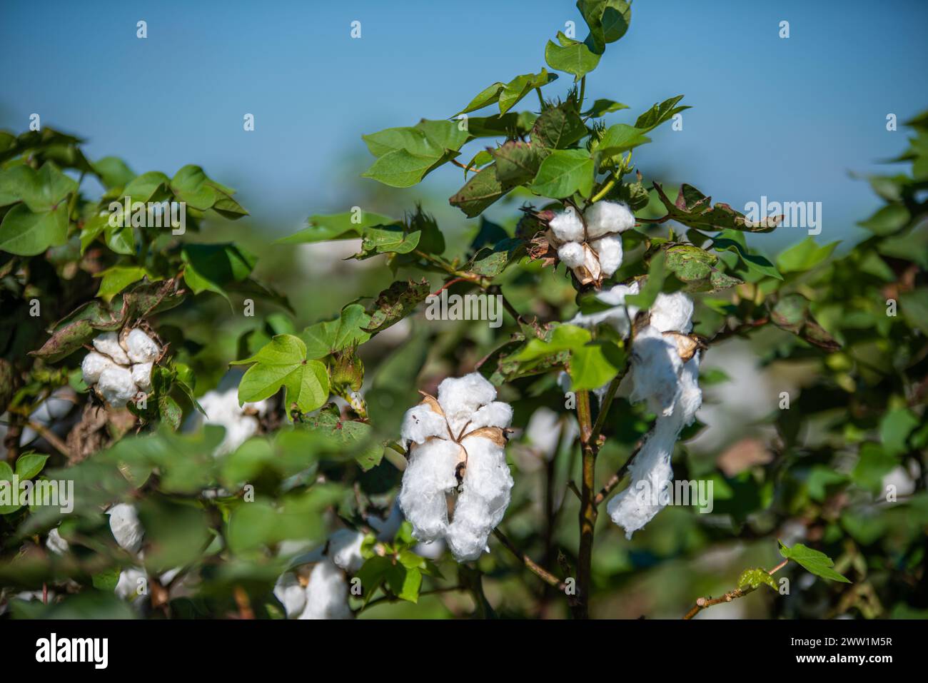 Cotton fields ready to harvest Stock Photo - Alamy