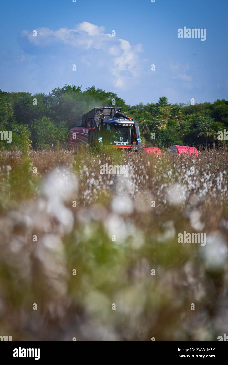 Harvest process with heavy agricultural machinery in cotton fields ...