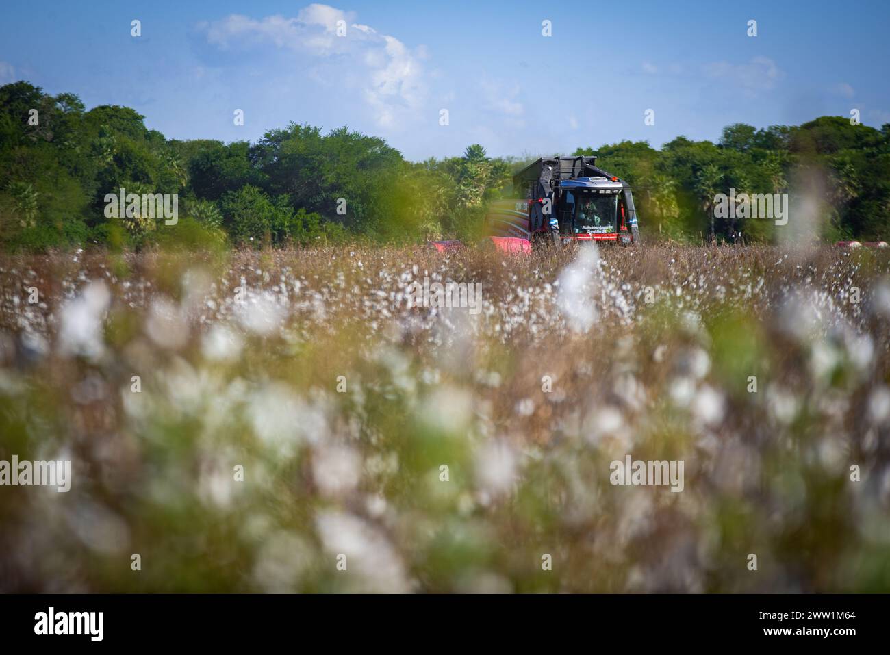 Harvest process with heavy agricultural machinery in cotton fields ...