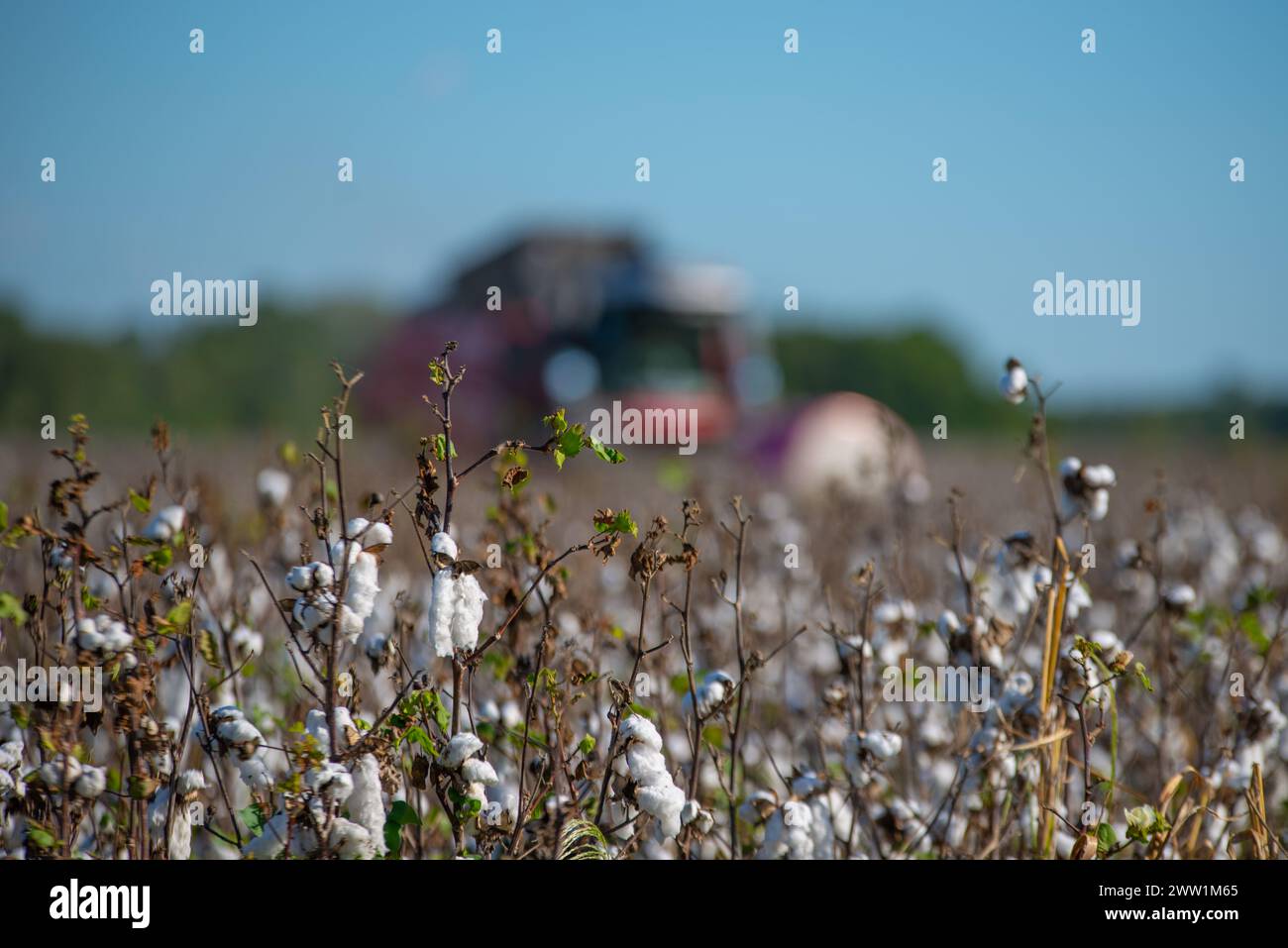 Harvest process with heavy agricultural machinery in cotton fields ...